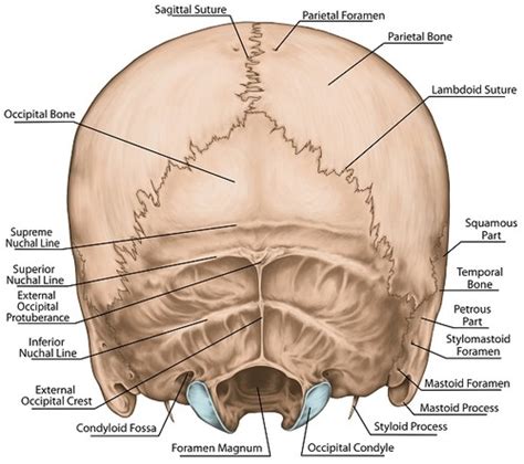 Regional Anatomy Of The Back And Muscles Flashcards Quizlet