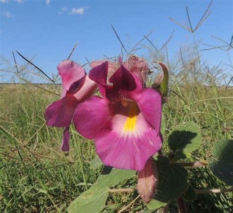 Proboscidea Parviflora Devils Claw