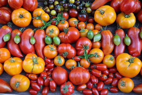 Tipos De Tomates Conheça Os Principais E As Dicas De Cultivo Agro Estadão