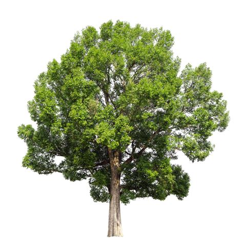 Tree PNG Images Free Download Pngfre Tree PNG Images Free Download Pngfre