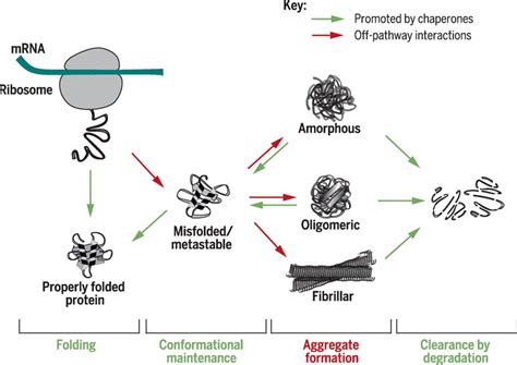 Protein Folding Pathways At Jayden Nobbs Blog