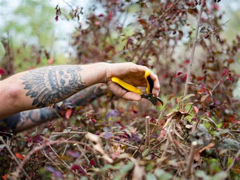 Ornamental Tree And Shrub Gallery Broadleaf Tree And Shrub