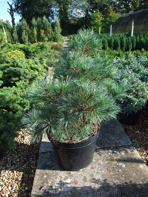 Pinus Strobus Nana Stafford Lake