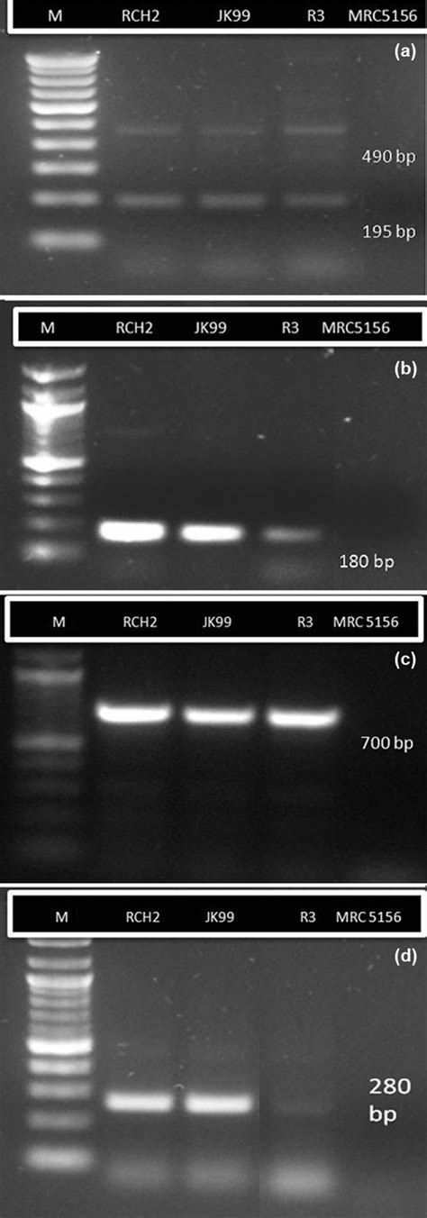 Pcr Amplifications Using Different Primers A Pcr Amplicons Of Size