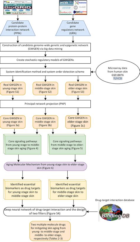Reseasrch Flowchart Of Systems Medicine Design For Human Skin Aging