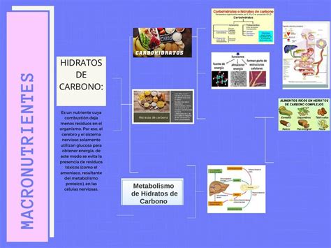 Macronutrientes Udocz