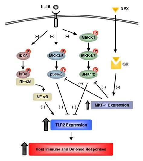 Schematic Representation Of The Signaling Pathways Involved In