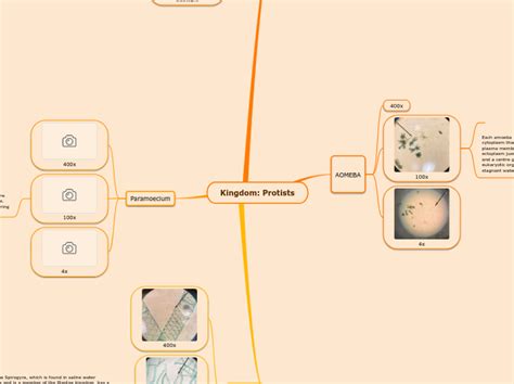 Kingdom Protists Mind Map