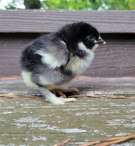 Black Copper Maran Chickens