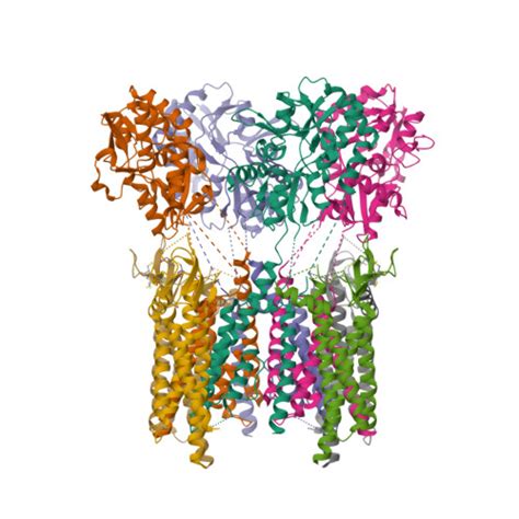 Rcsb Pdb 8p3v Homomeric Glua1 In Tandem With Tarp Gamma 3 Desensitized Conformation 3