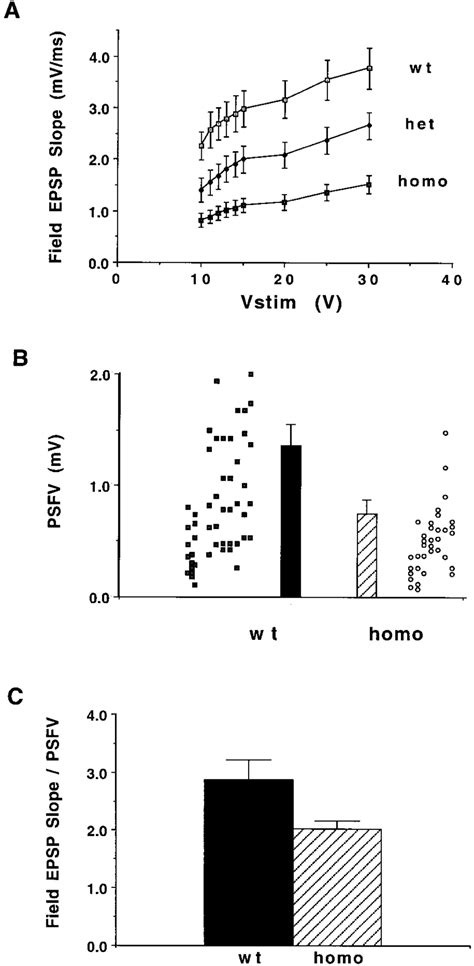 Basal Synaptic Transmission Is Reduced In The Schaffer Download