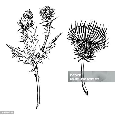 잉크 손으로 그린 벡터 스케치 격리된 개체입니다 엉겅퀴 꽃 머리 꽃 나뭇잎과 가시 자연과 식물 가지 관광 여행 브로셔 결혼식 가이드 인쇄 카드 문신을 위한 디자인 엉겅퀴류에