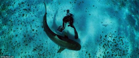 Australian Diver Films Close Encounter With Massive Tiger Sharks