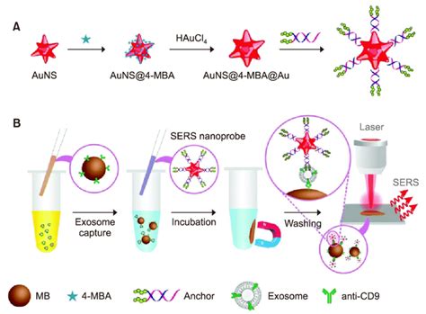 Sequential Sers Based Assay Process For The Detection Of Exosomes A Download Scientific