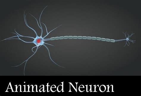 Neuron 3d Animation