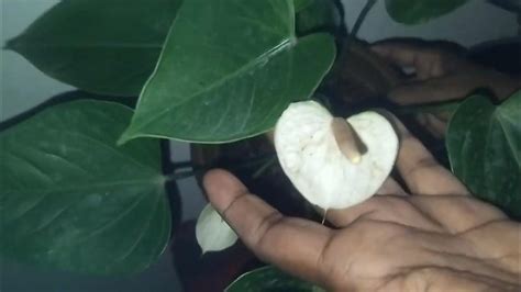 ලස්සන රෝස පාට මලක් එක්ක ♥️ පැකේජ් අංක 79 අමතන්න 0764051703 Youtube