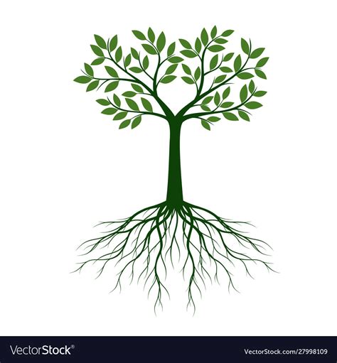 Green Tree With Leaves And Roots Outline Vector Image