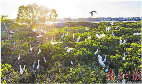 “红树林之城”打造绿美广东“靓点” 湛江 保护 生态