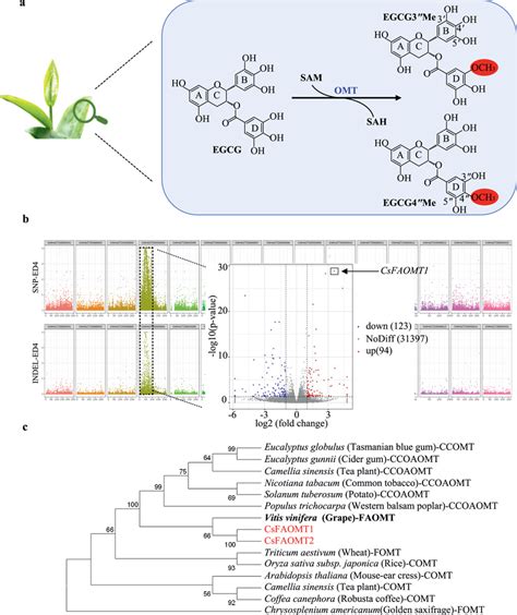 Identification Of The Key Candidate Genes Involved In The Synthesis Of Download Scientific