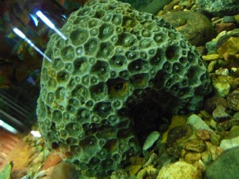 Items Similar To Large Coral Fossil Lithostrotionella Mississippian