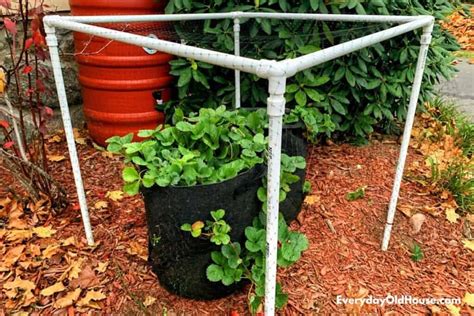 How To Build A Simple DIY Strawberry Plant Cage Everyday Old House