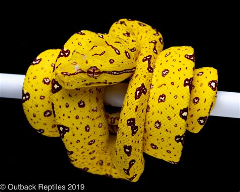 Yellow Tree Python