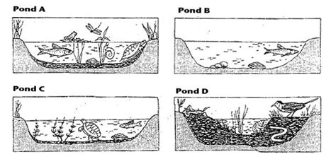 Aquatic Succession