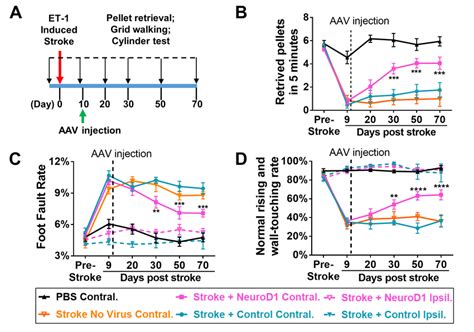 Motor Functional Improvement After Neurod1 Treatment A Experimental