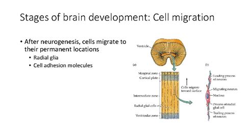 How Does The Brain Develop Neural Development Neural