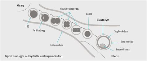 Blastocyst Culture Factsheet