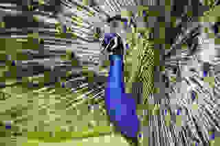 Github Elad Node Imagemagick Native Imagemagick S Magick Bindings For Nodejs