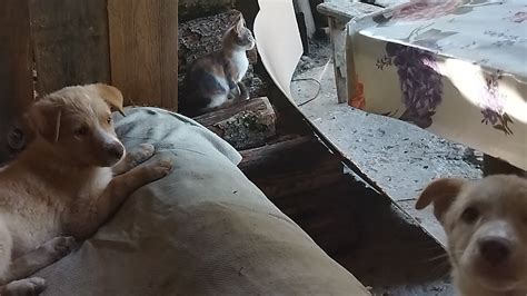 Доброе субботнее утро Youtube