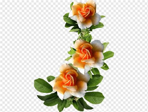 গোলাপ ফুলের ছবি ও পিকচার ফ্রি ডাউনলোড