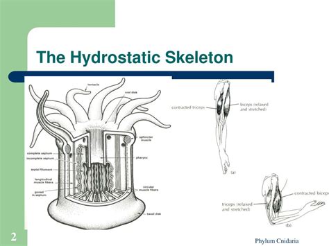 Hydrostatic Skeleton Diagram
