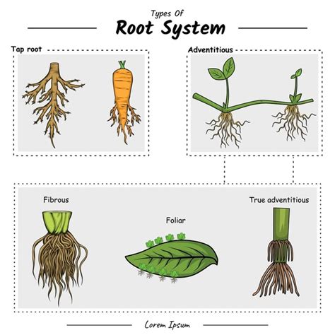 Adventitious Root Images Stock Photos D Objects Vectors Shutterstock