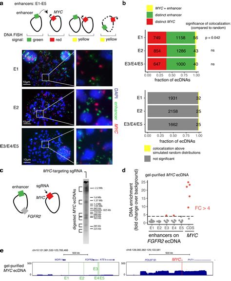 Ecdna Hubs Drive Cooperative Intermolecular Oncogene Expression Pmc