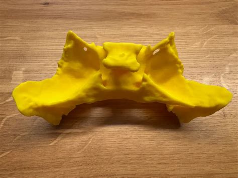 Human Sphenoid Bone Free 3d Print Model Makerworld