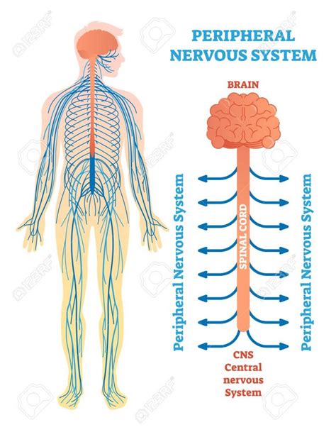 دستگاه عصبی پیکری Somatic Nervous System