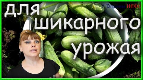 ДЛЯ БОЛЬШОГО УРОЖАЯ ОГУРЦОВ используй БОРНУЮ КИСЛОТУ Youtube