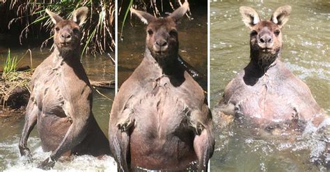 Sexy Kangaroo In Australia Has The Beach Body Of Your Dreams Metro News