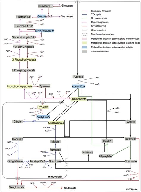 A Meiosis Specific Metabolic Network In Yeast Five Metabolic Pathways Download Scientific