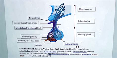 Hypothalamus Neurophvsis Infundibulum Superior Hypophyseal Artery Bypothalamohvpophoseal Tract