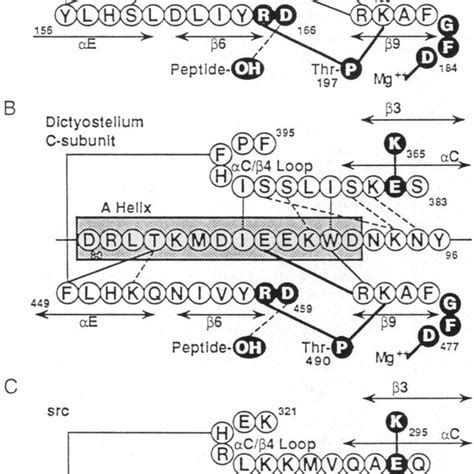 Sequence Alignment Of The A Helix Motifs Sequences Are Shown For