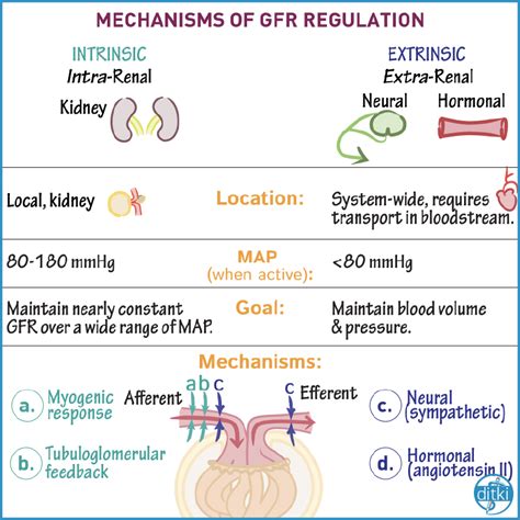 Glomerular Filtration Rate Regulation Overview Artofit