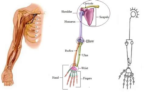 Illustration Of The Upper Limb Anatomy Download Scientific Diagram