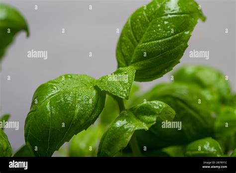 Basil Leaveson A Desk With A Notebook For Recipes And Notes A Composition With Negative Space A