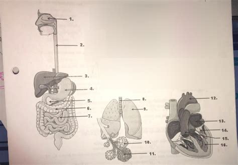 Biologie Test 3 Partie 1 Diagram Quizlet