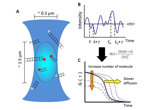 Fluorescence Cross Correlation Spectroscopy For Real Time Monitoring Of