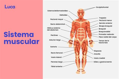 Aparato Locomotor Sistema Musculoesqueltico Humano Articulacin