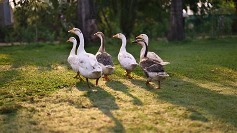 Buy Ivermectin Liquid Solution Online High Quality Antiparasitic